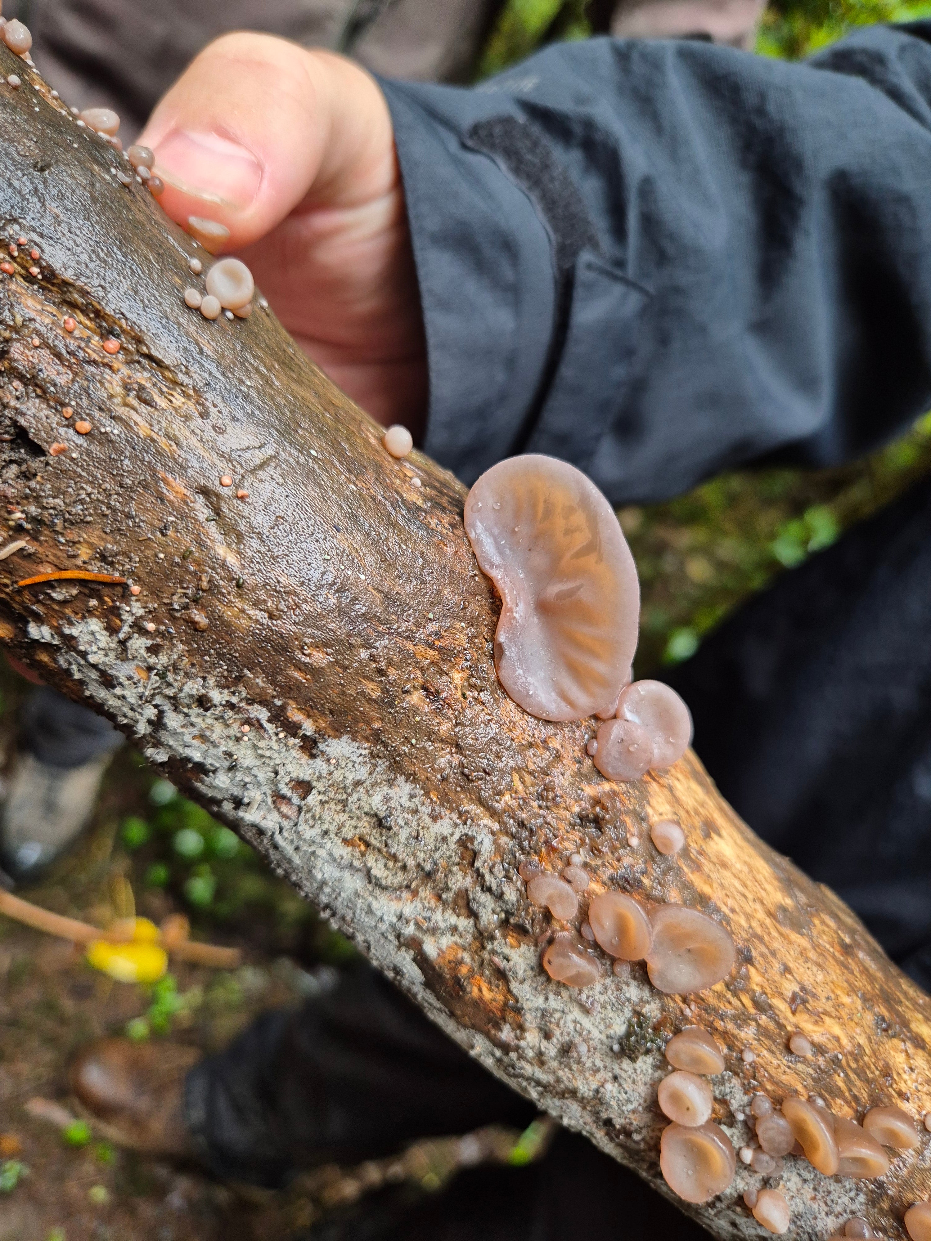 Autumn 2025 – Why so many fungi this year? – Madarch Cymru